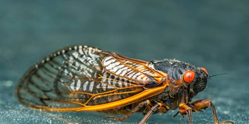 They're Back! What You Need to Know About Cicada Season