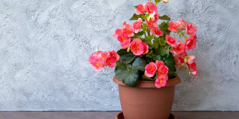 Red and Green Indoor Flowers to Brighten Your Home