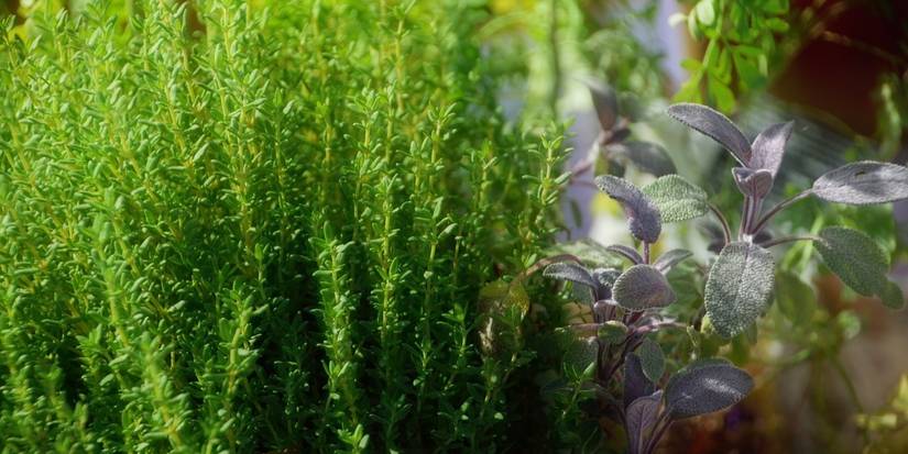 How Garden Herbs Turn Fluffy Pancakes Into a Brunch-Worthy Stack