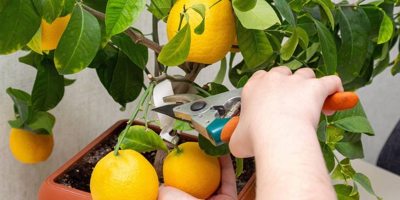 Top Luck Trees to Boost Your Home’s Energy and Prosperity