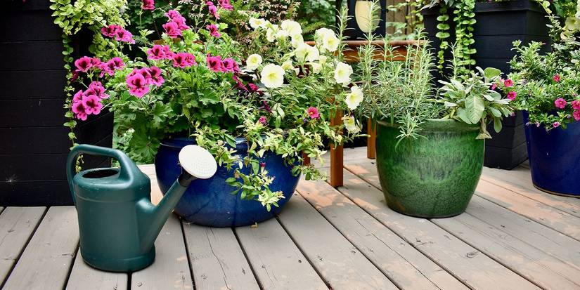 Easy Fall Gardening With Container Plants That Shine