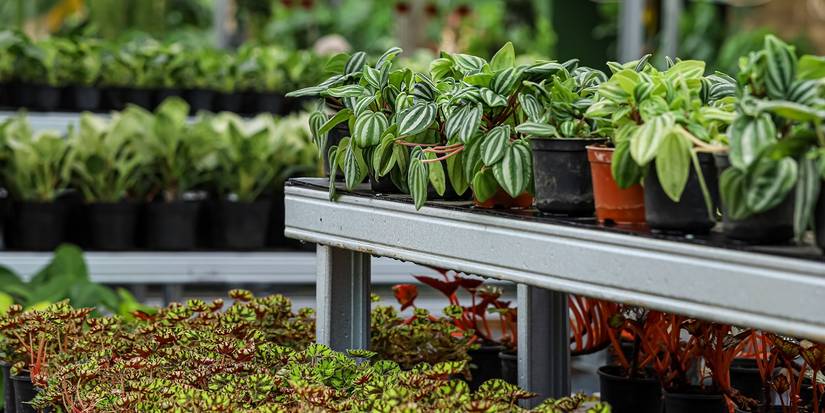 Transform Your Backyard With Imperfect Gardening Techniques