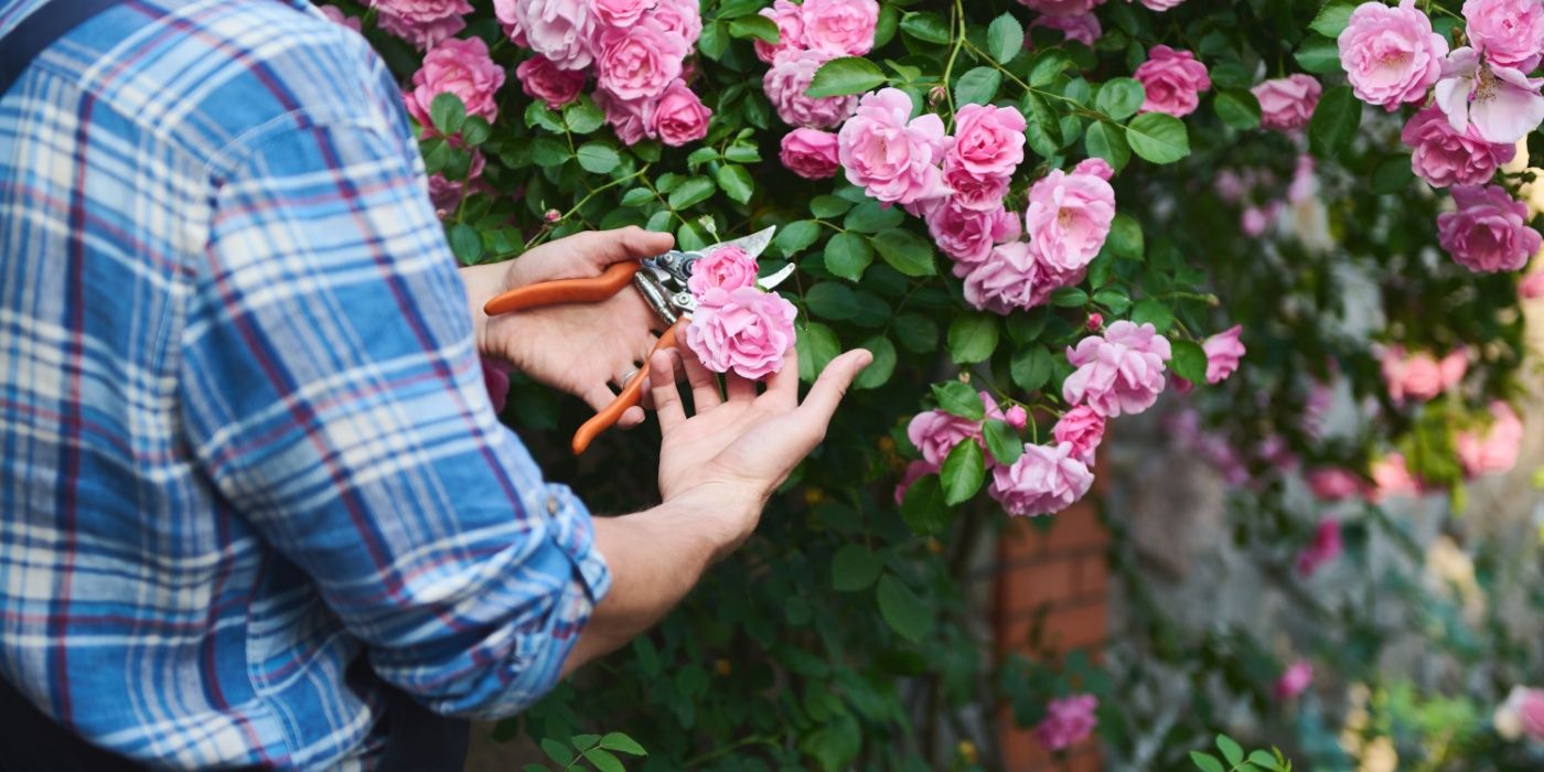 Prune Roses Now For a More Gorgeous Spring