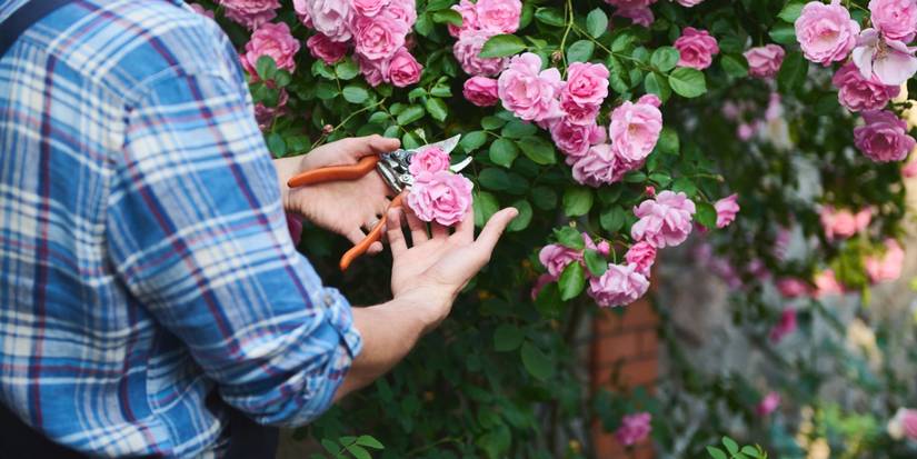 Roses That Never Stop Blooming? Here's the Secret Garden Hack