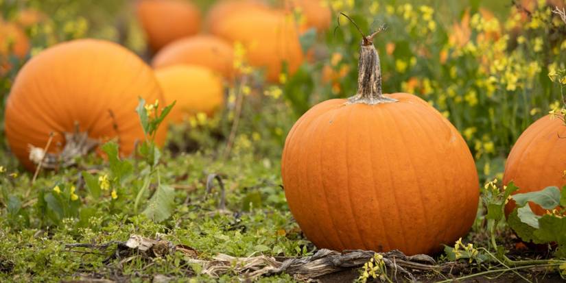 How to Save Pumpkin Seeds for Replanting in Your Garden