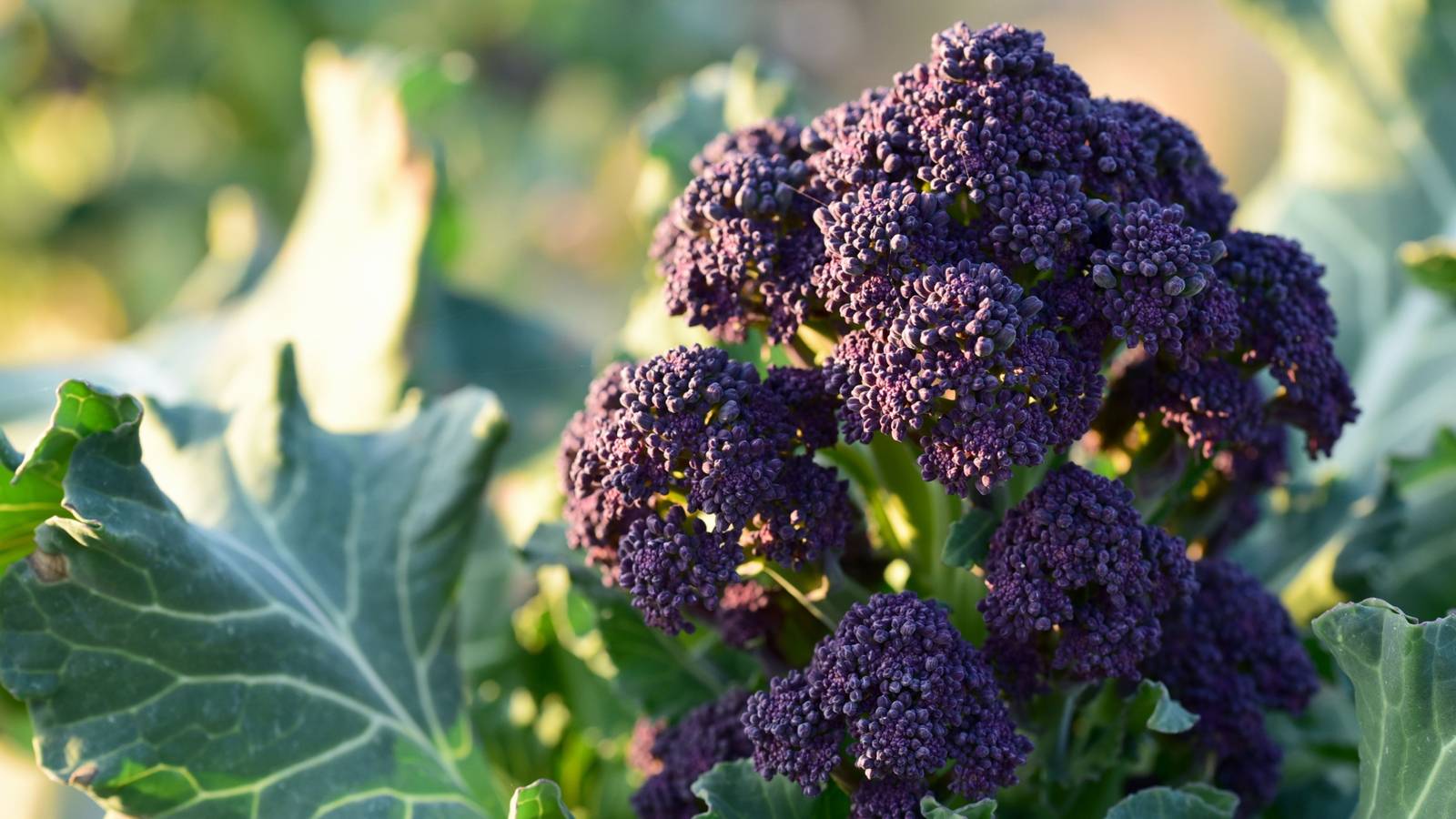 7 Edible Plants: Learn About the Benefits of Foodscaping