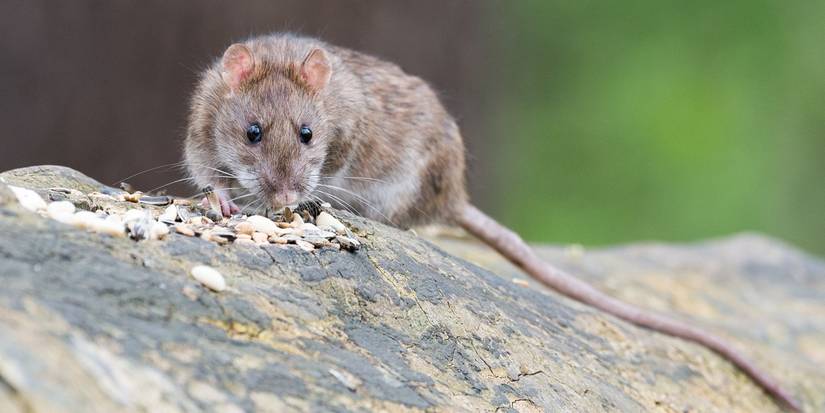 Five Signs of Rodents and How to Stop Them Fast