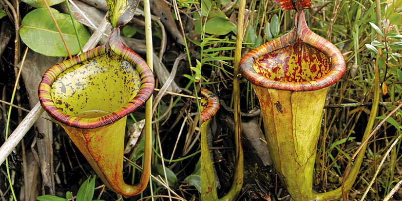 10 Plants So Weird They Seem Like Sci-Fi Creatures