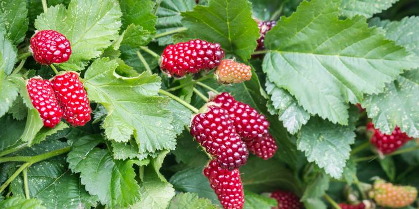 Sweet! Grow Berries to Enhance Your Landscaping