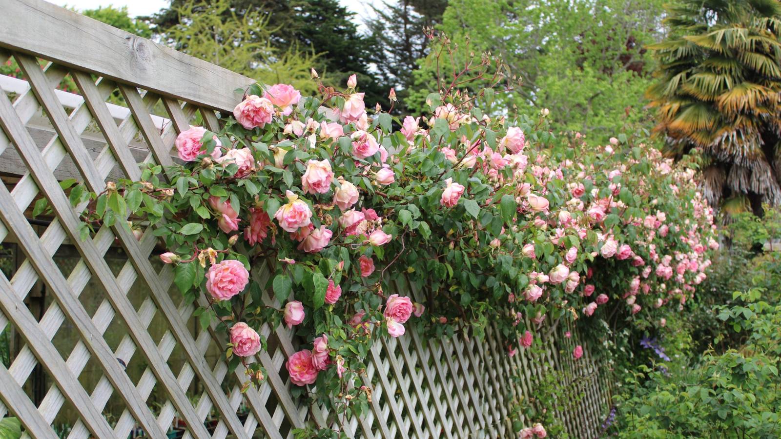 Discovering the Charm of Thornless Roses
