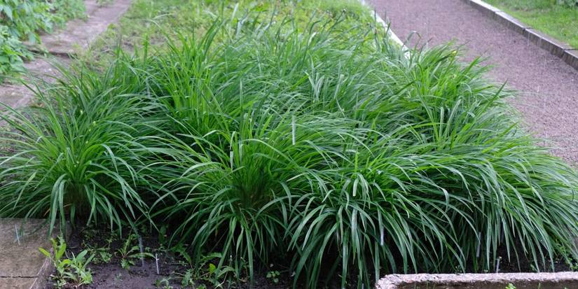 Sedges: The Versatile and Eco-Friendly Addition to Your Landscape