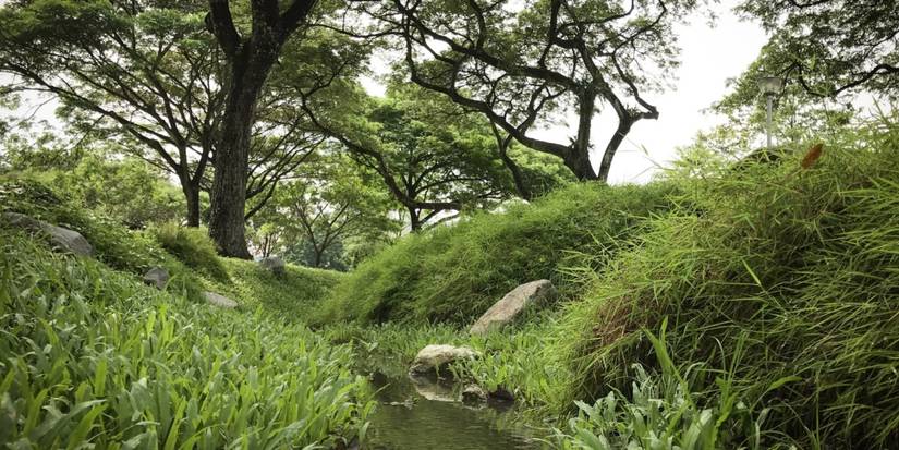 Transform Your Backyard: Essential Plants for Swale Gardens