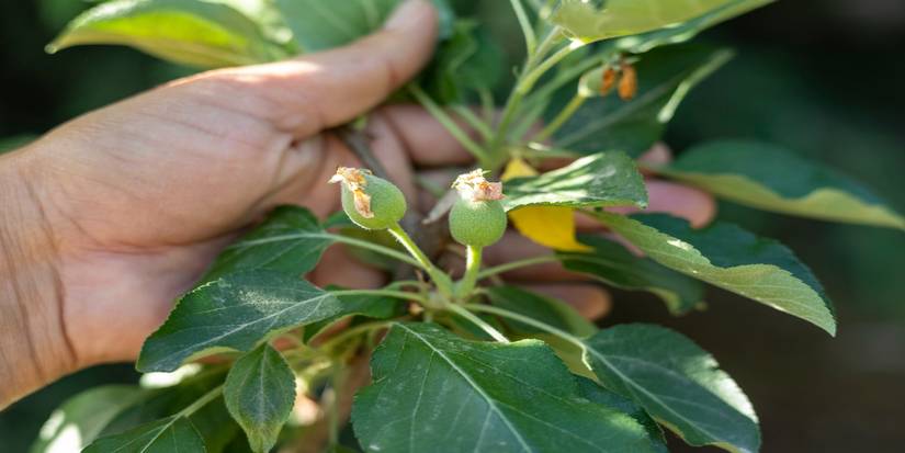 Elevate Your Garden Game: Pro Tips for Thinning Fruit Trees