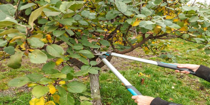 Transform Your Yard With Fruit Trees