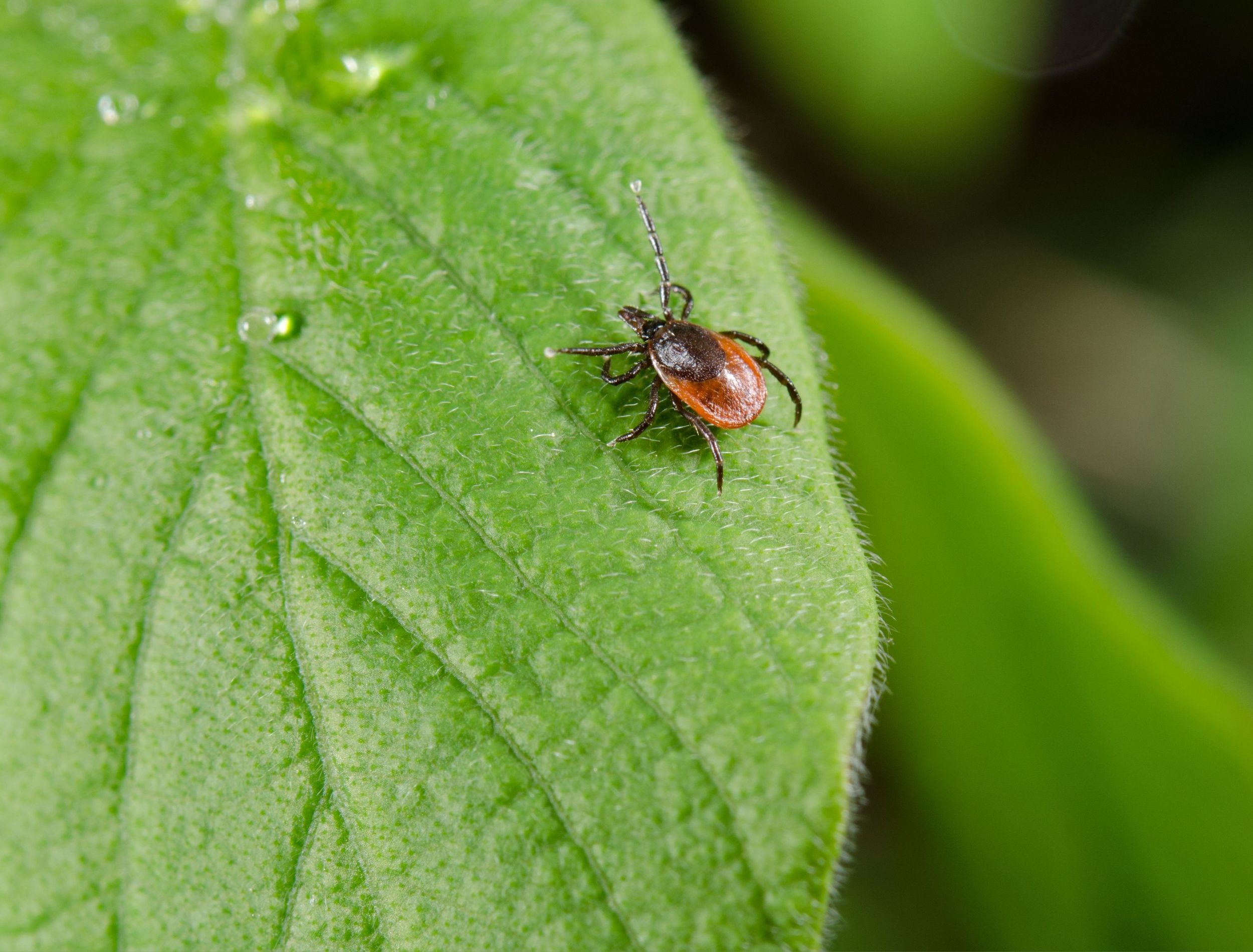 Flying Ticks: Learn Effective Pest Control Strategies To Stay Safe