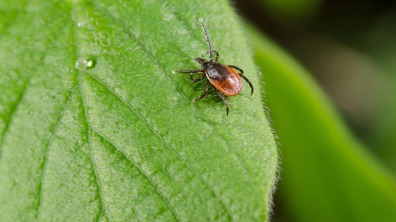 Flying Ticks: Learn Effective Pest Control Strategies To Stay Safe
