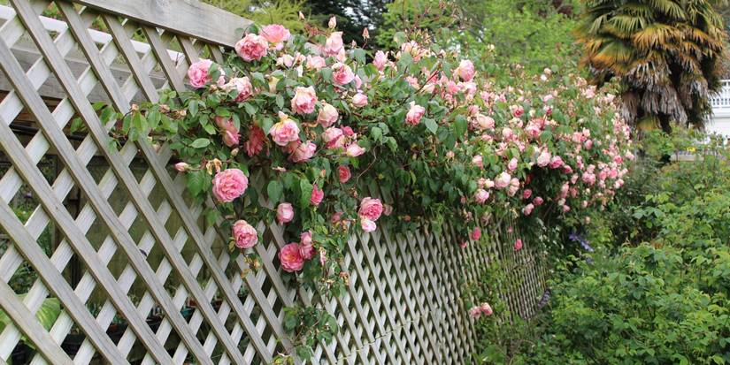 Transform Your Garden With Climbing Roses