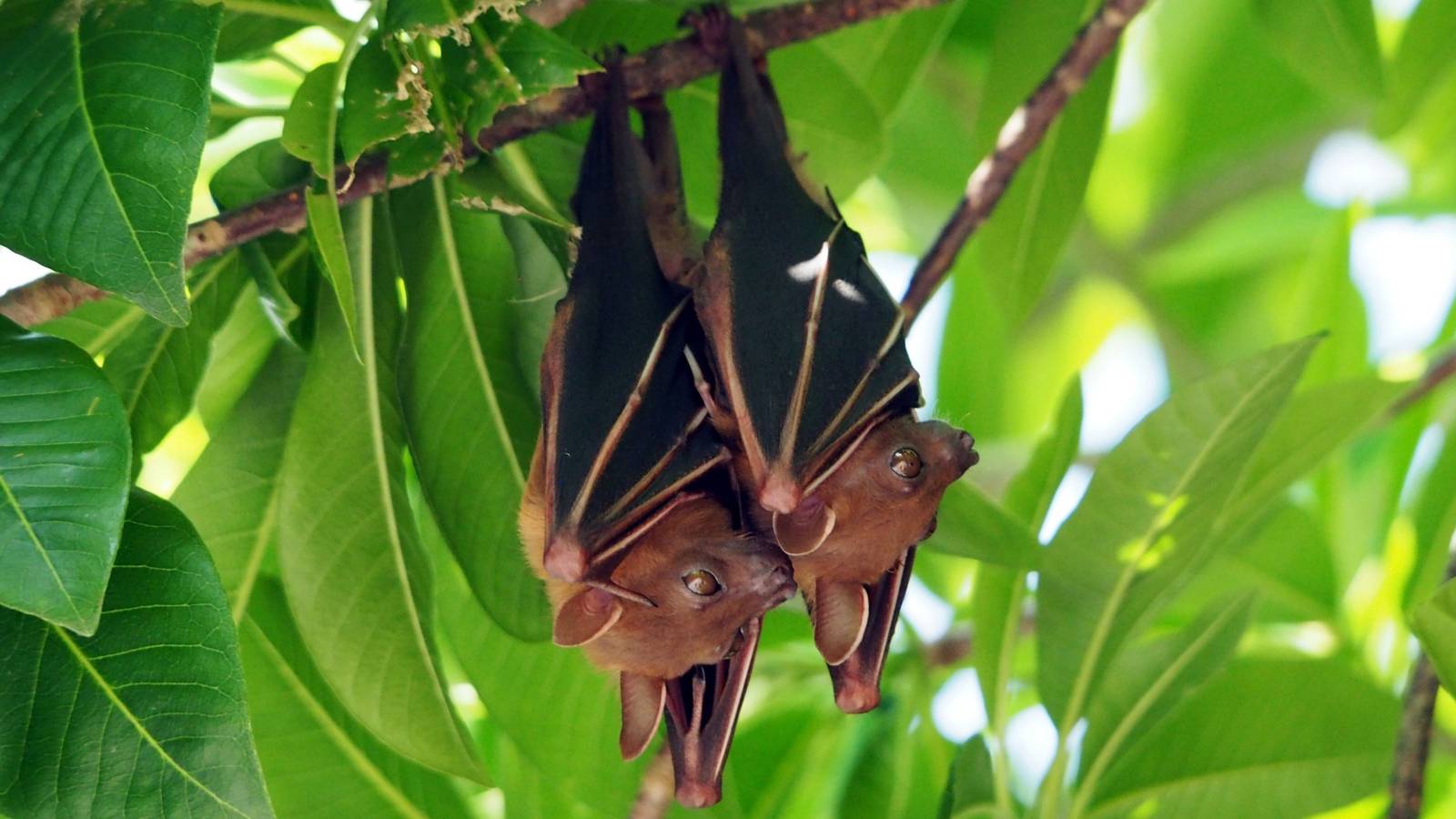 The Perks of Having Bats in Your Garden and How to Attract Them