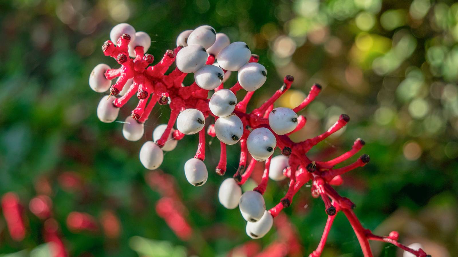 10 Plants So Weird They Seem Like Sci-Fi Creatures