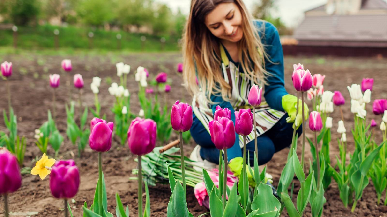 Allergy-Friendly Gardening: 5 Cute Low-Allergen Plants to Grow