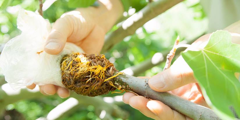 How Air Layering Plants Helps Expand Your Garden Plant Collection