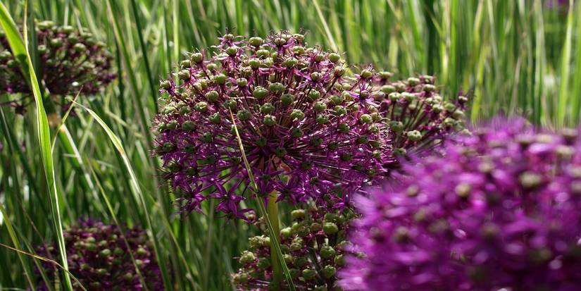 5 Stunning Perennials That Can Help Fireproof Your Garden