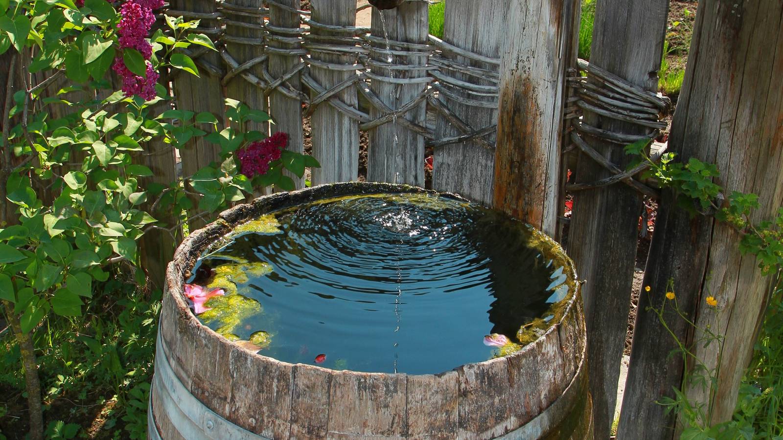 Stunning Above Ground Pond Ideas That Transform Your Backyard