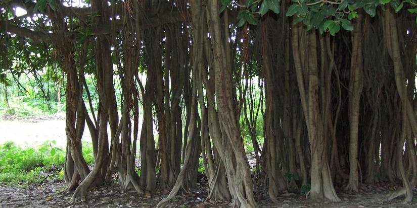 Strangler Fig: The Tree That Suffocates Other Plants