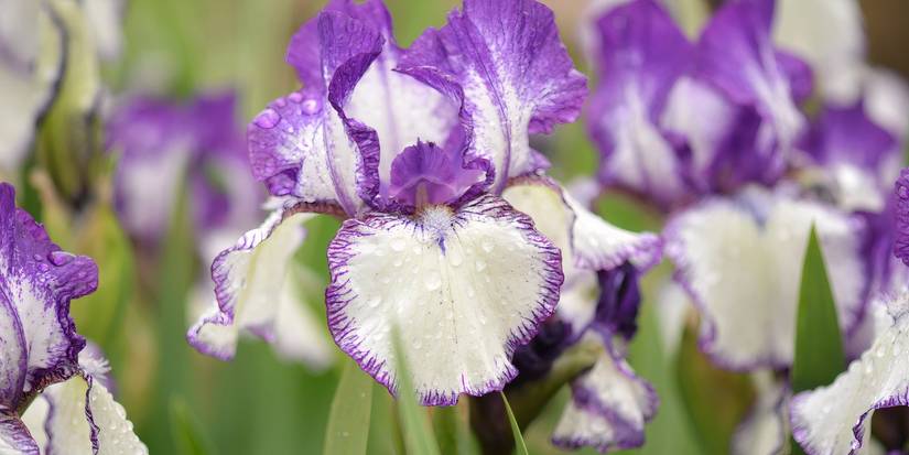 From Lavender to Iris: Cultivating the Amethyst Glow in Your Outdoor Space