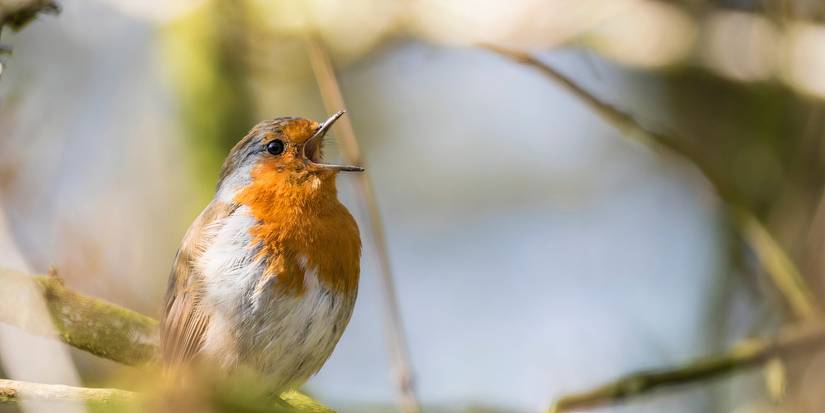 Essential Late Summer Birds and Their Ecological Role