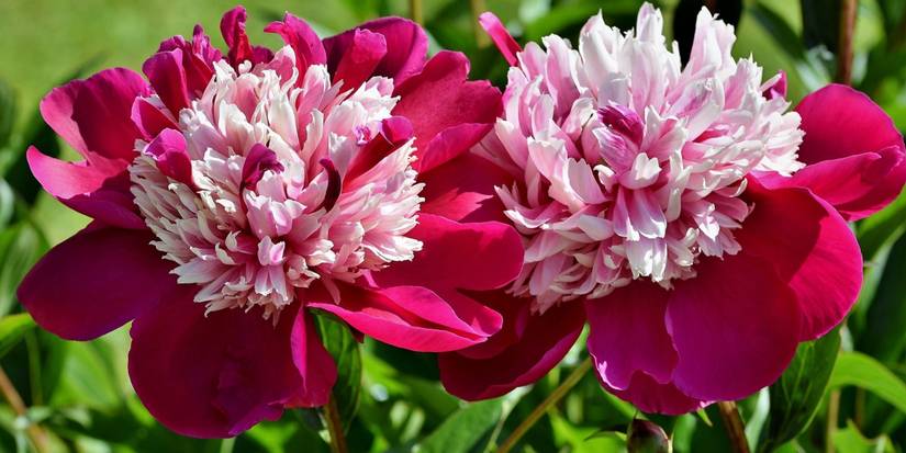 Prom Perfection: May’s Best Blooms for Your Bouquet