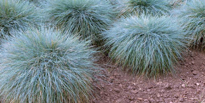 5 Landscaping Plant Colors You'll See Everywhere This Year