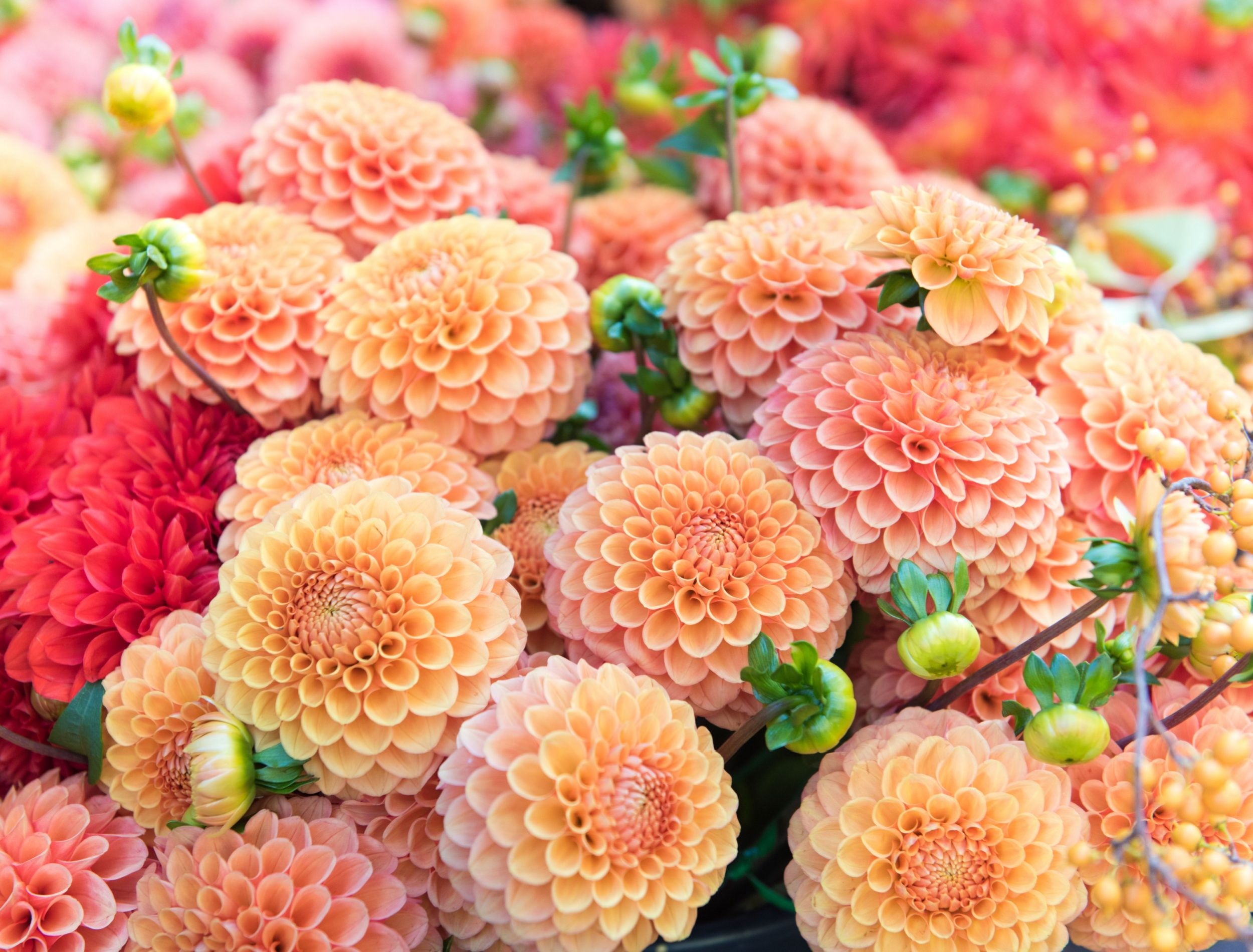 See the Victory Bouquets Awarded at Current and Past Olympics