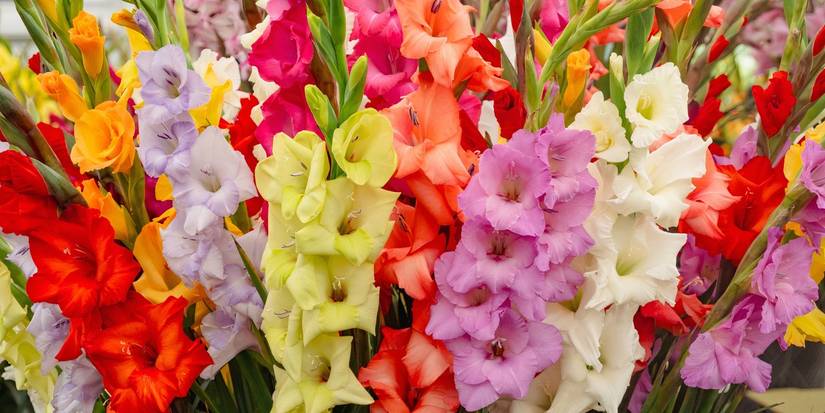 Growing Gladiolus: The Flowers That Connect to Ancient Rome and Gladiators