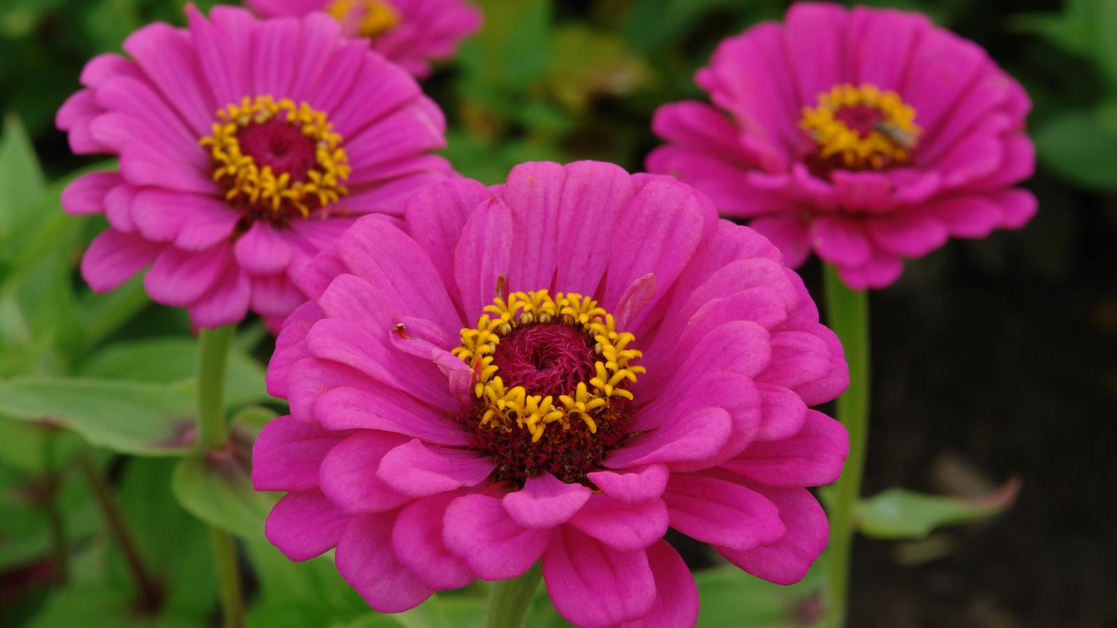 Zinnias in Space: How Flowers Paved the Way for Future Space Farming