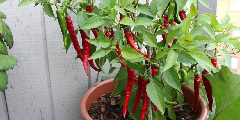 Container Gardening: The 6 Best Plants For Container Gardens