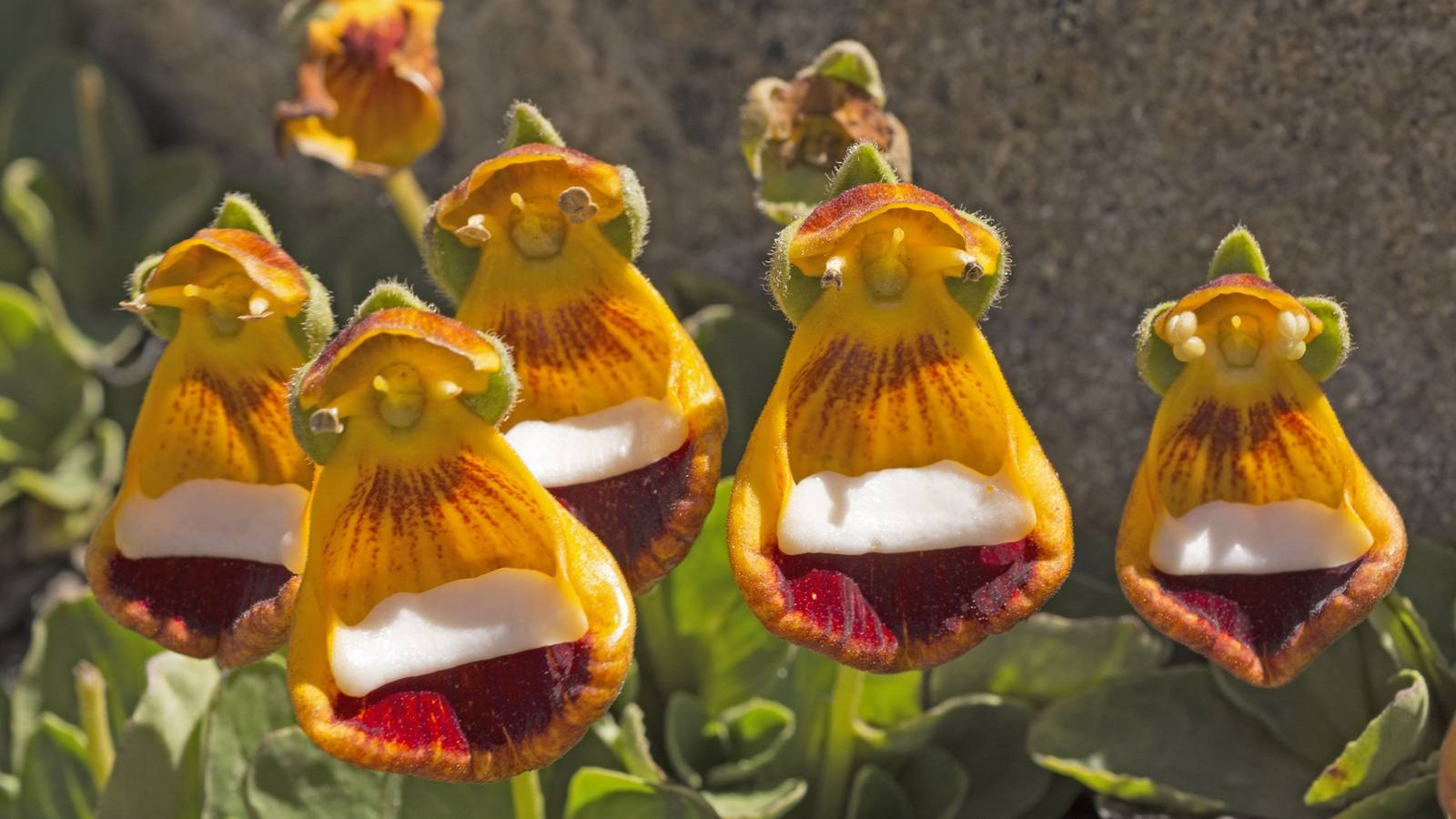 Bizarre Blooms: 10 Weirdest Flower Names You Won't Believe