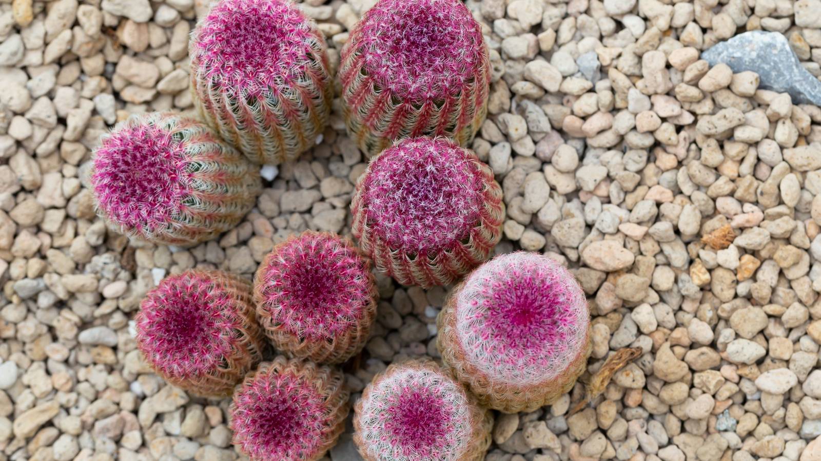5 Types of Colorful Cacti to Add to Your Garden