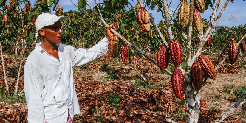 How to Cultivate and Care for Your Own Chocolate Source