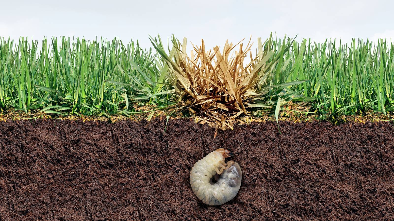 Understanding and Eliminating Lawn Grubs