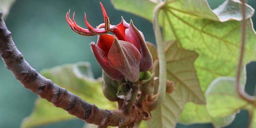 Bizarre Blooms: 10 Weirdest Flower Names You Won't Believe