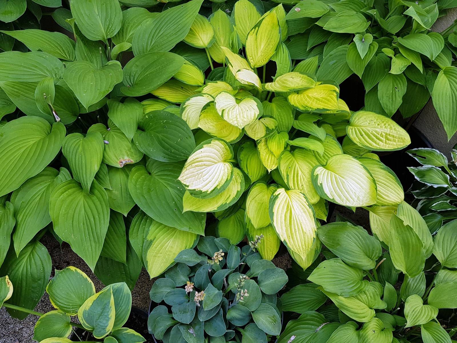 hosta astilbe design