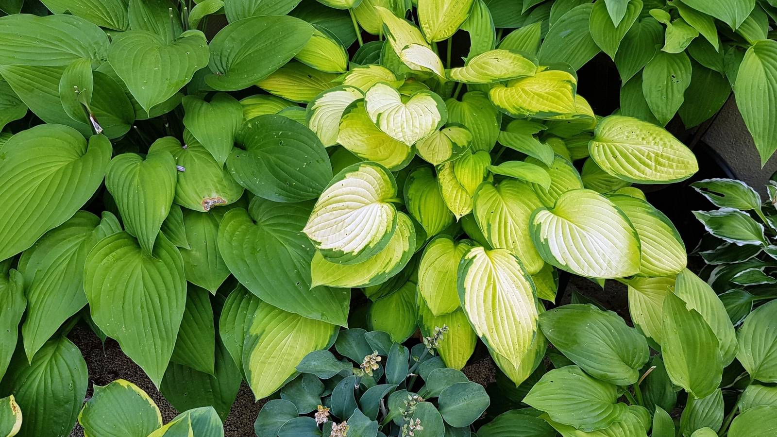 Landscaping Design: Top Plant Pairings to Grow With Hostas