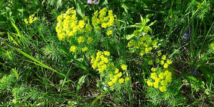 Get On Trend with These 6 Lime Green Plants for Your Garden