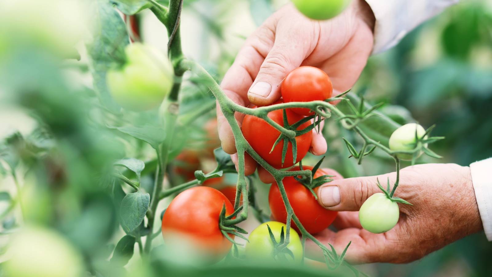 7 Self-Fertilizing Plants That Thrive Without Pollinators