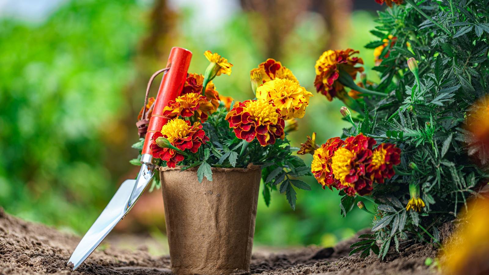 8 Flowers That Grow Fast for Those Who Can't Wait