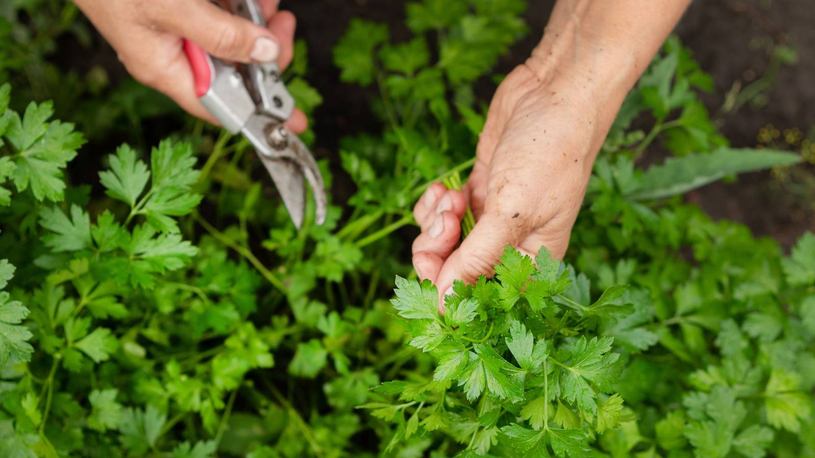 Grow a Vibrant July Garden and Harvest 5 Fresh Herbs