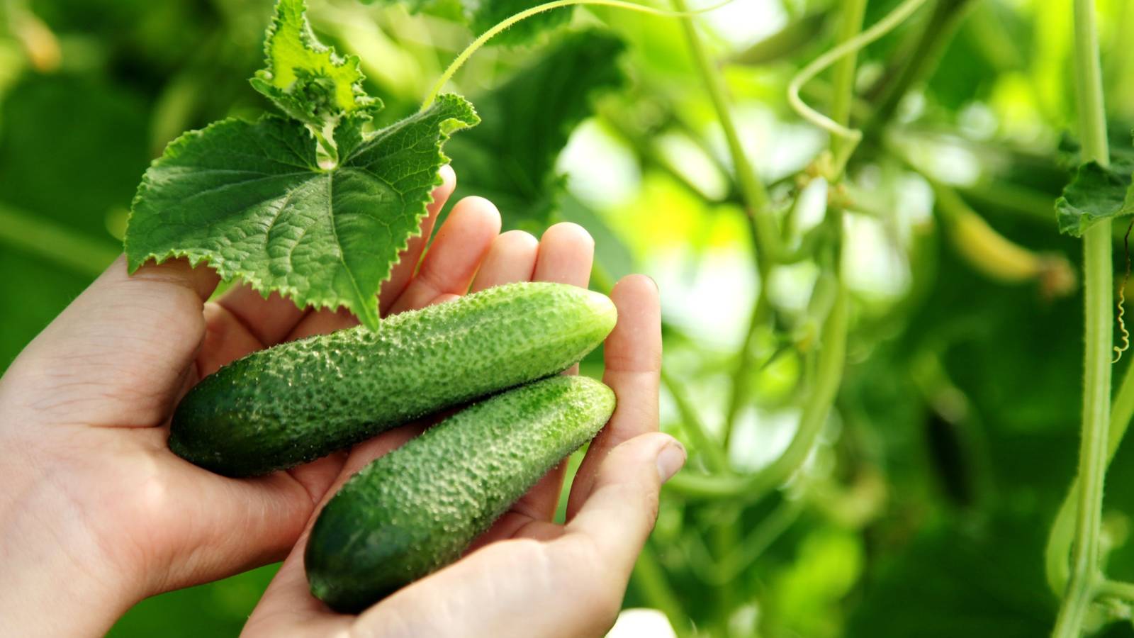 Bitter Cucumbers? Here's How to Fix Them!