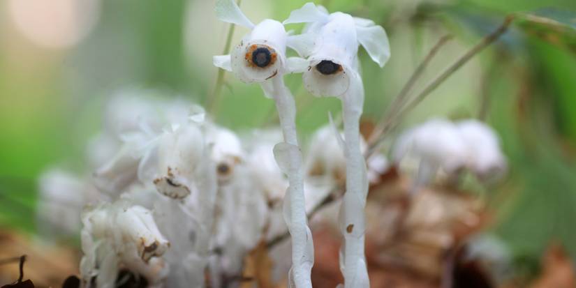 A Guide to Monotropa uniflora