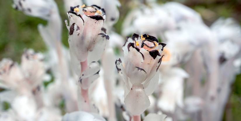 A Guide to Monotropa uniflora